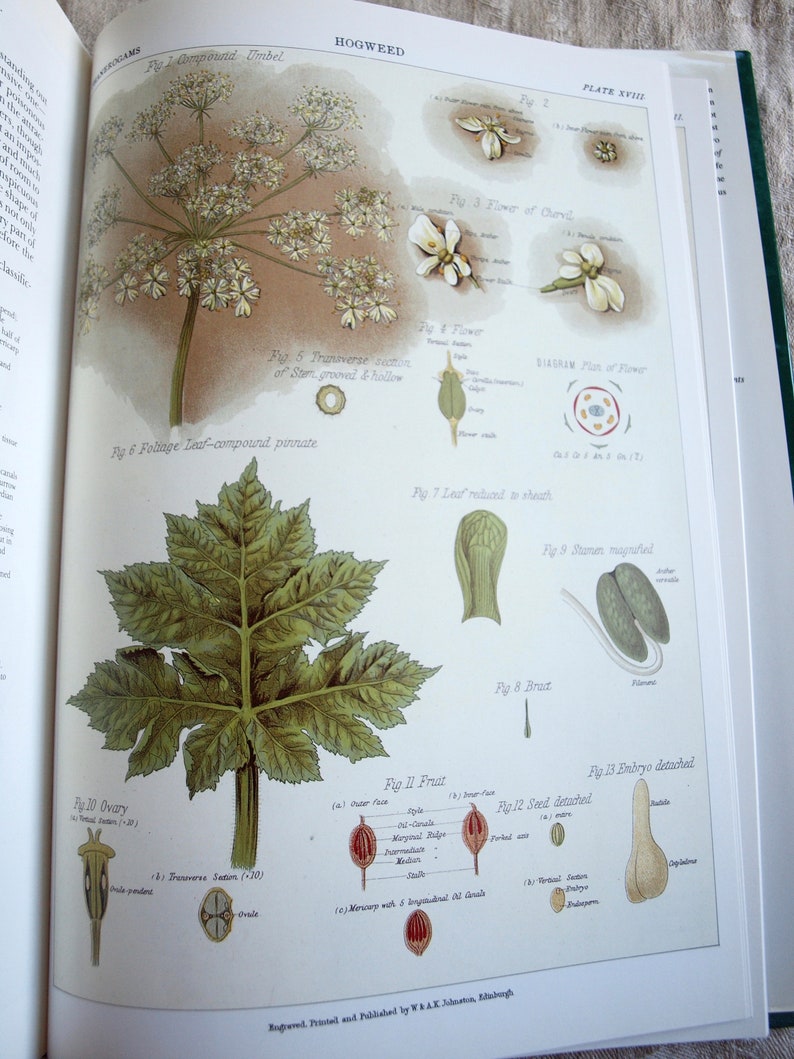 The Botanical Atlas by Daniel Mcalpine Book 19th Century Guide - Etsy