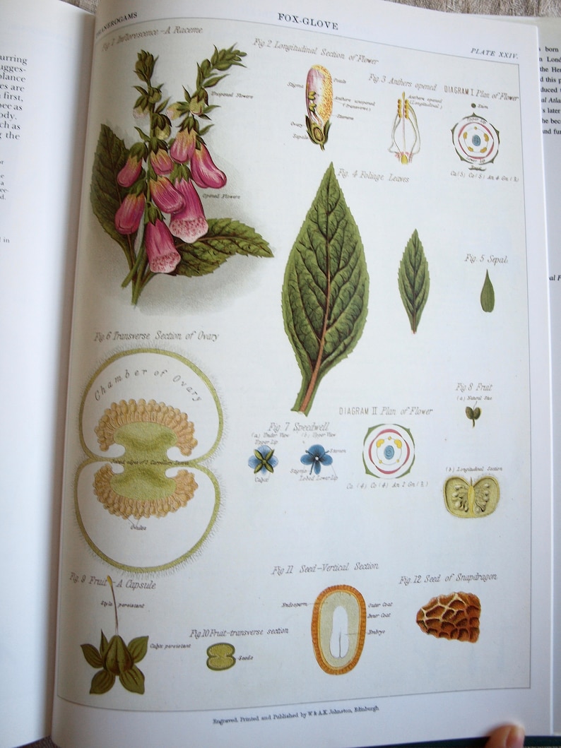 The Botanical Atlas by Daniel Mcalpine Book 19th Century Guide - Etsy