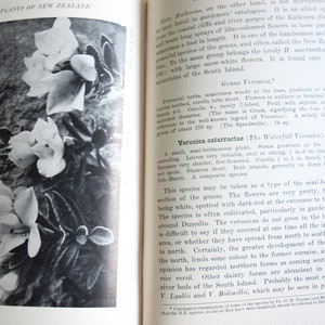 Plants of New Zealand Vintage 50s Plant Book Laing & Blackwell ...