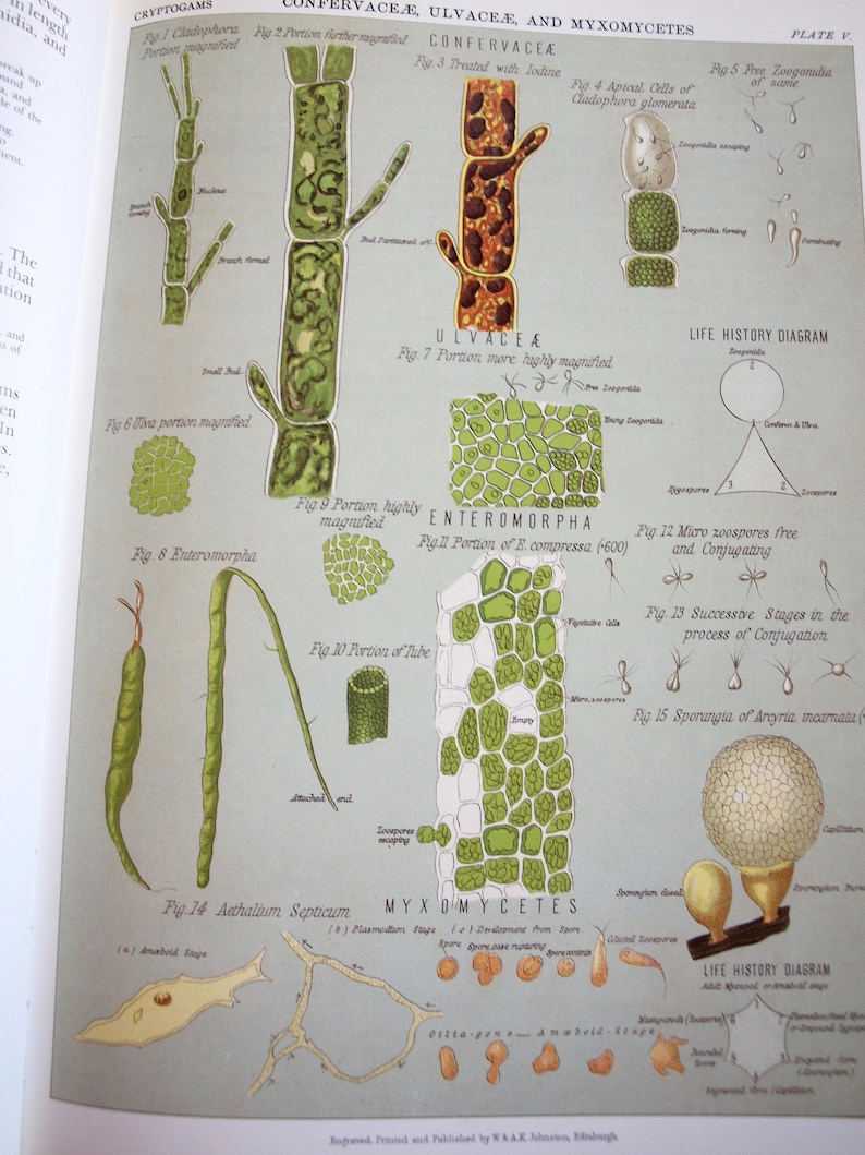 The Botanical Atlas by Daniel Mcalpine Book 19th Century Guide - Etsy