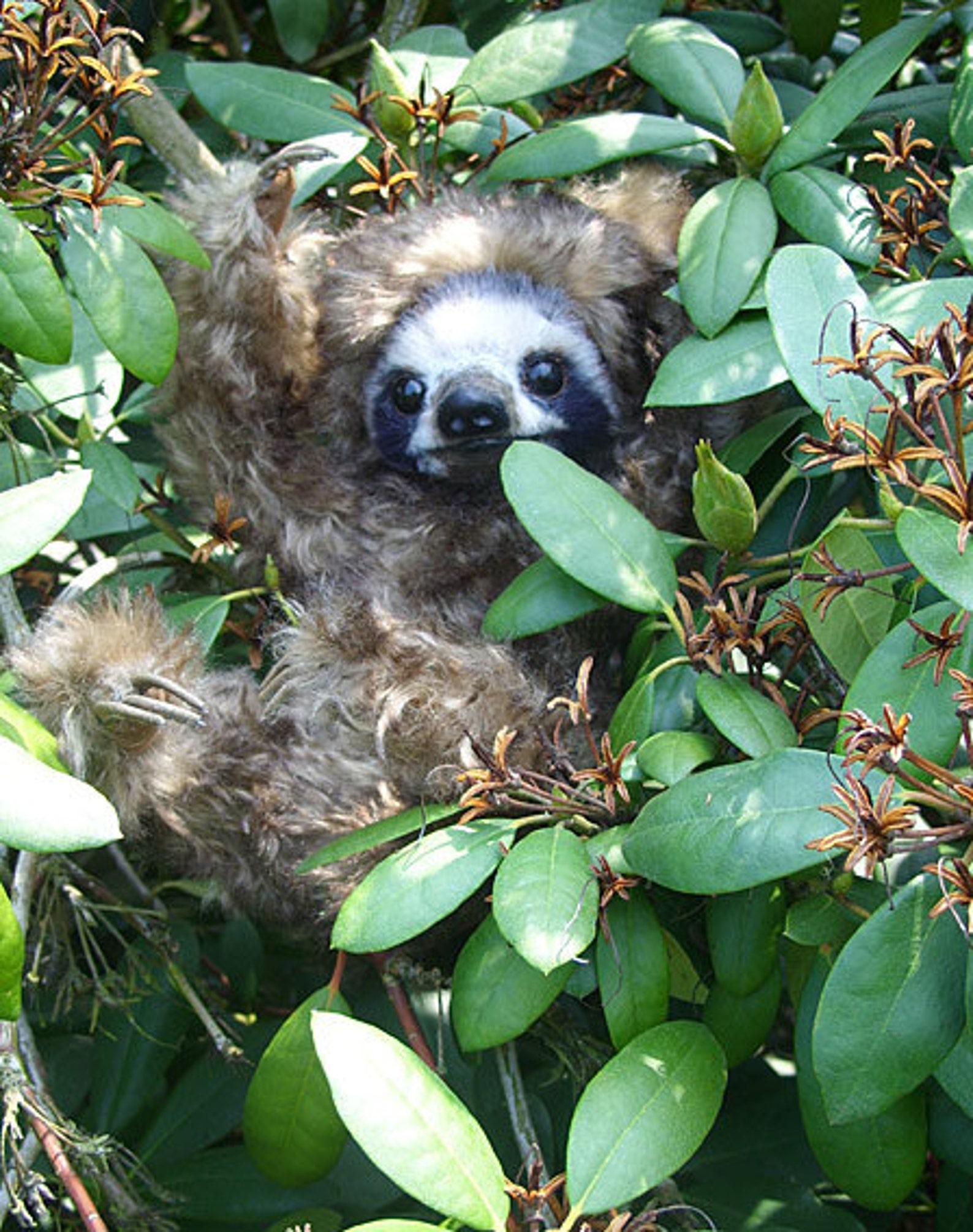Sloth Sew You Own One by Furry Critters , Ebook 63 Pages How Too and ...