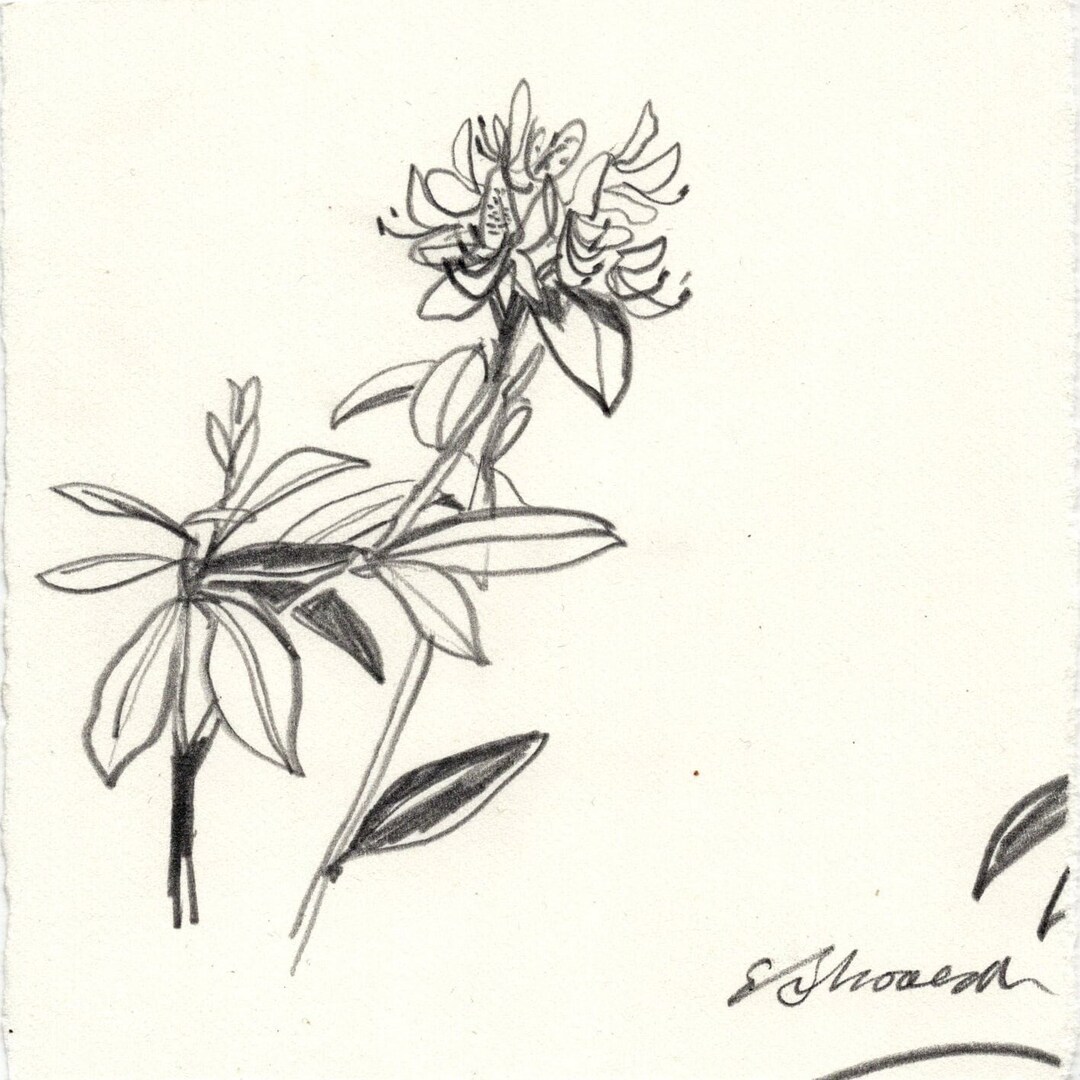 Rhododendron, Small Original Pencil Drawing - Etsy