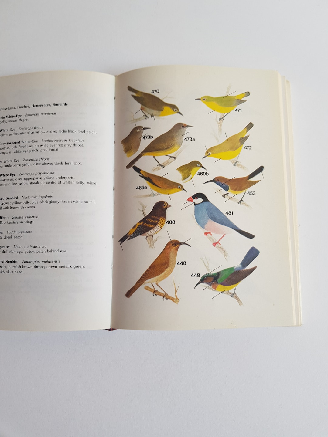 Vintage Illustrated Field Guide Birds of Java and Bali, 1980s - Etsy
