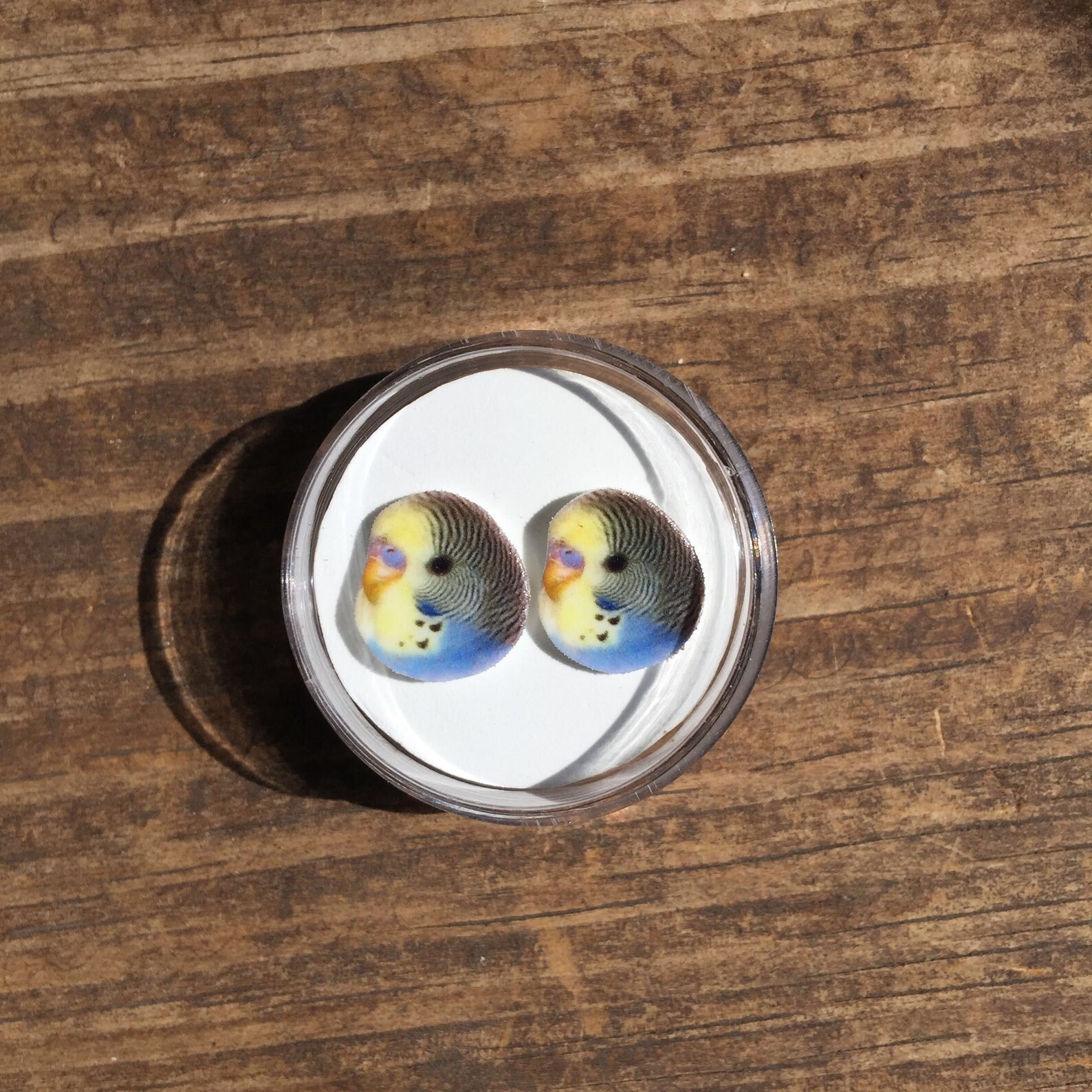 Budgie Earrings, Parakeet Earrings, Parrot Earrings Parakeet Jewelry ...