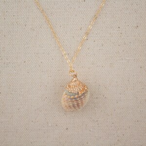 Natural Seashell Necklace Gold Filled, Big Seashell Necklace, Gold ...