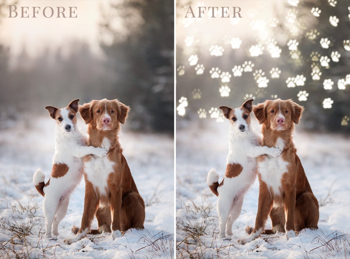 Dog Paws Bokeh Photo Overlays Pet Photo Overlays Animal - Etsy