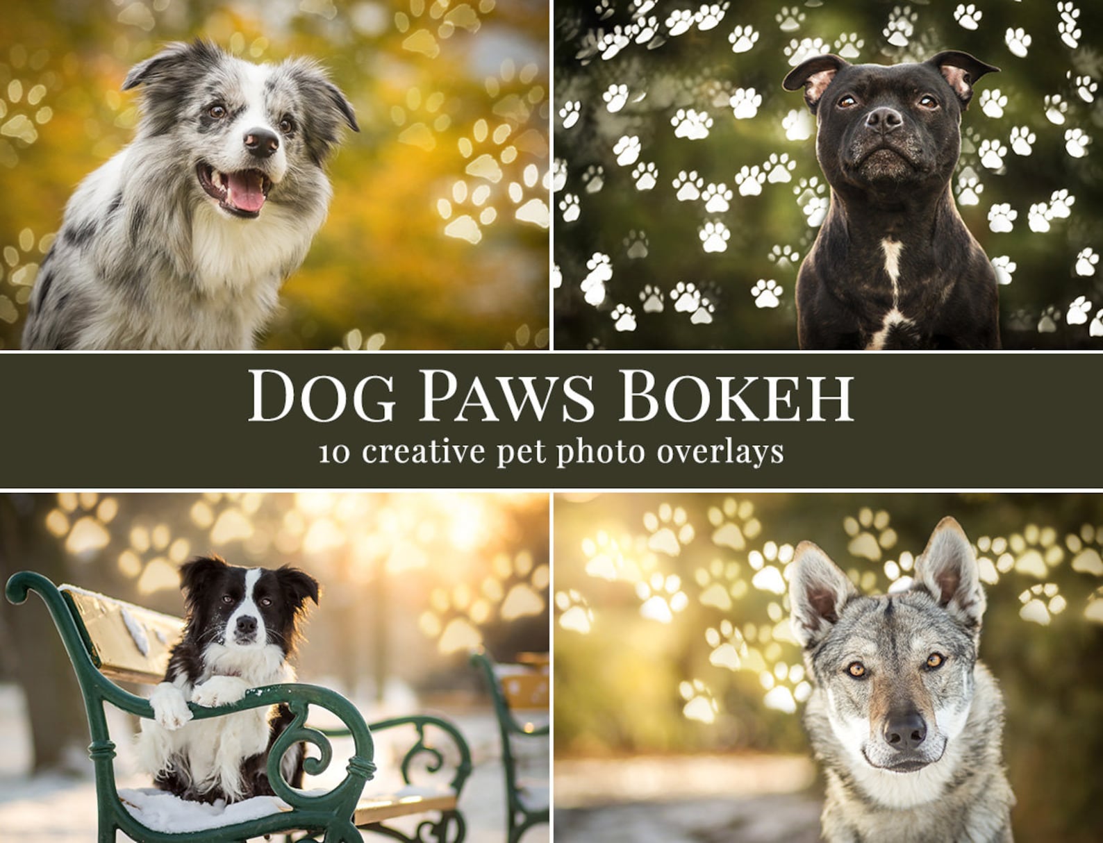 Dog Paws Bokeh Photo Overlays Pet Photo Overlays Animal - Etsy