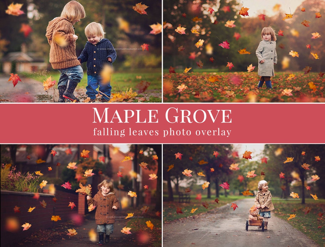 Fall Photo Overlays "maple Grove", Falling Leaves Photo Overlay, Autumn ...