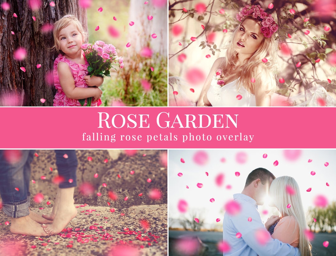 Petal Photo Overlays "rose Garden", Falling Pink Rose Petals Photo ...