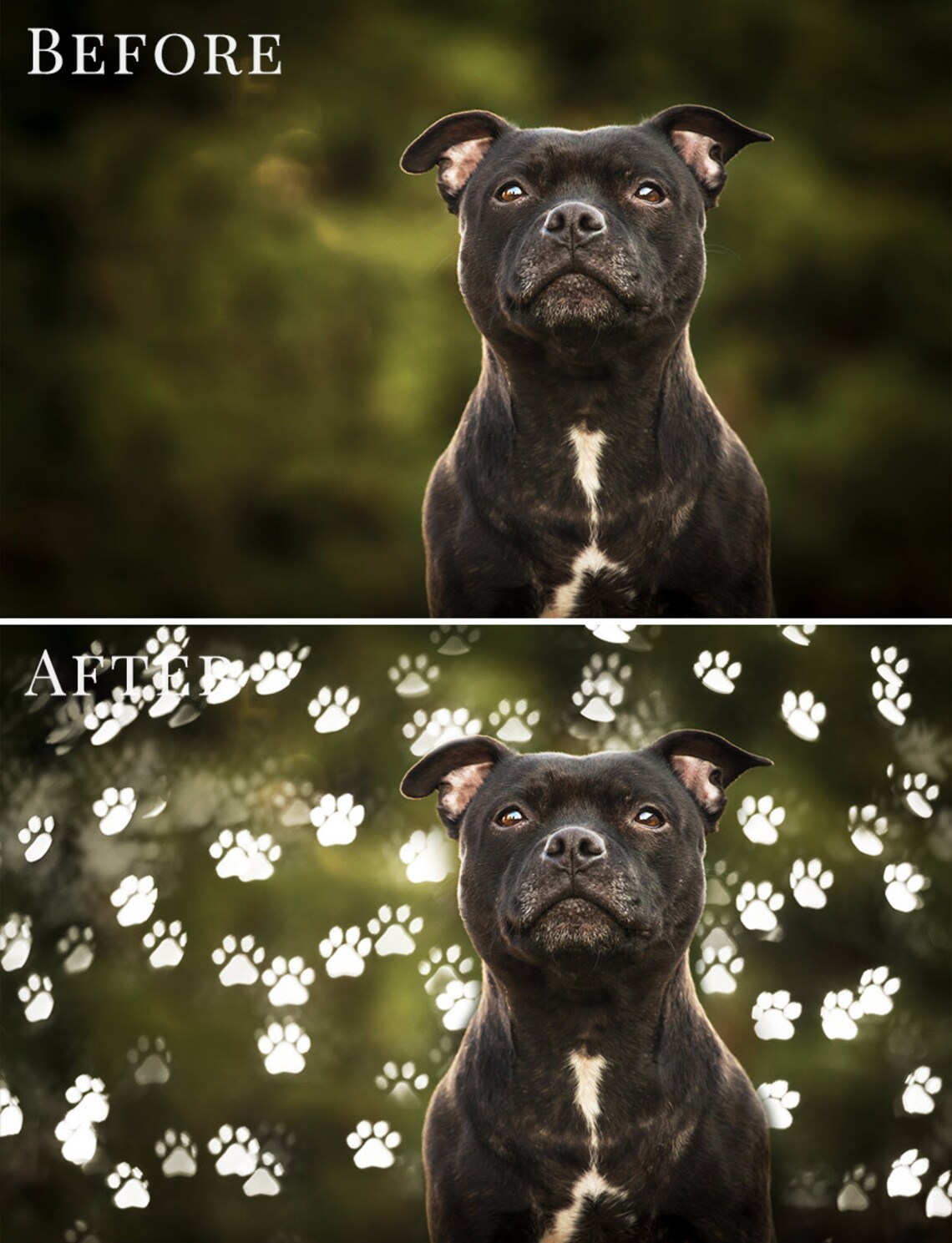Dog Paws Bokeh Photo Overlays Pet Photo Overlays Animal - Etsy