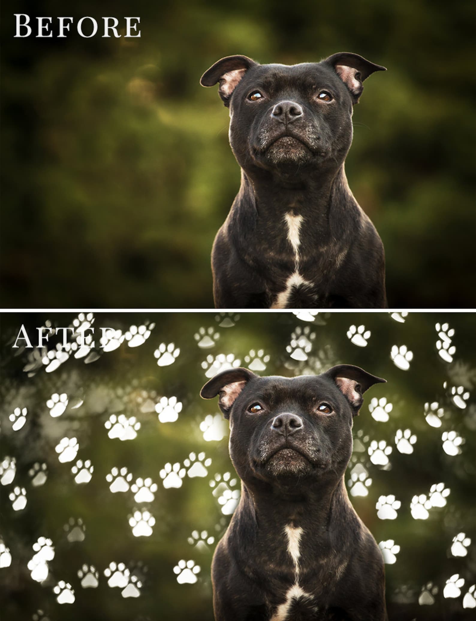Dog Paws Bokeh Photo Overlays, Pet Photo Overlays, Animal Photo ...