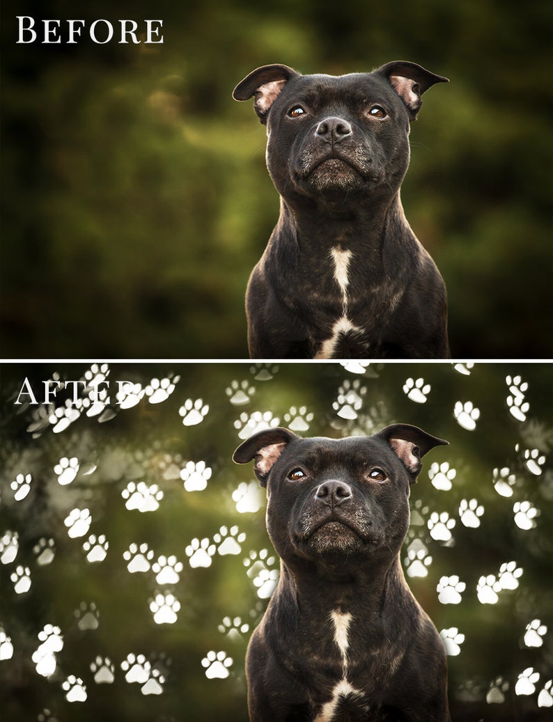 Dog Paws Bokeh Photo Overlays, Pet Photo Overlays, Animal Photo Overlays for Photoshop, Lights ...