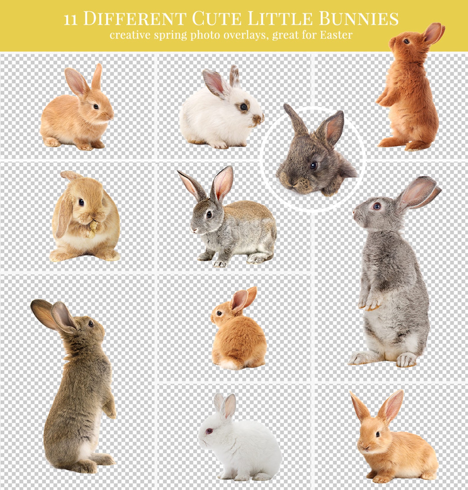 Spring Bunnies Photo Overlays, Spring & Summer Photo Overlays for ...