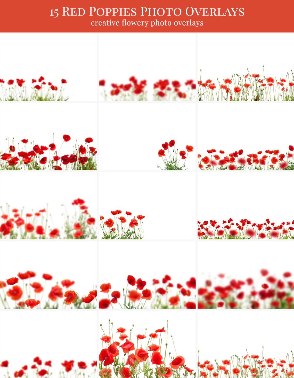 Poppies Photo Overlays "red Poppies", Shooting Through the Poppies ...