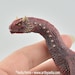 Realistic Baby Dragon Replica - Red Wyrm Dragon - PRE ORDER Shipping in ...