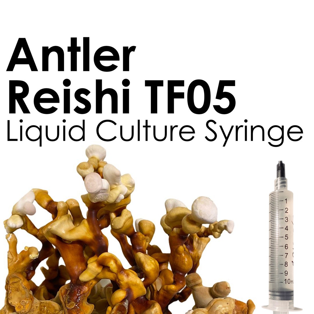 ANTLER REISHI TF05 Liquid Culture Mushroom Syringe Ganoderma ...