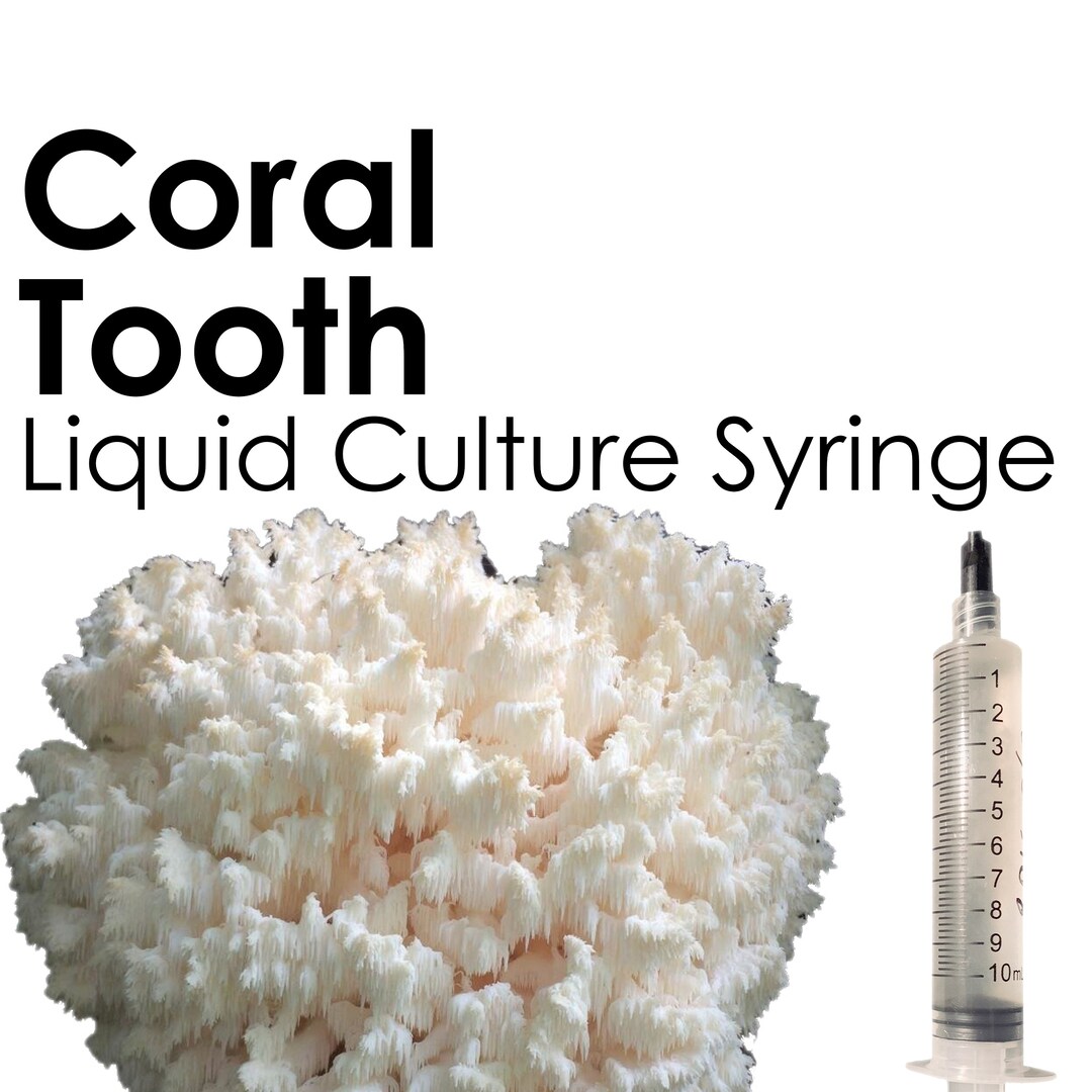CORAL TOOTH Liquid Culture Mushroom Syringe Hericium Coralloides ...
