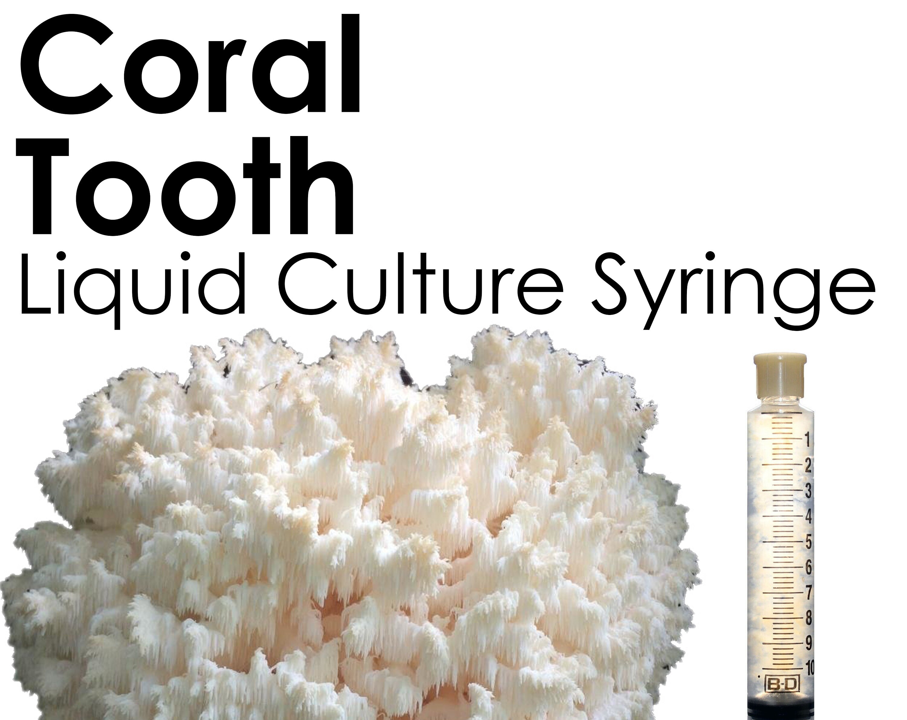 CORAL TOOTH Liquid Culture Mushroom Syringe Hericium - Etsy