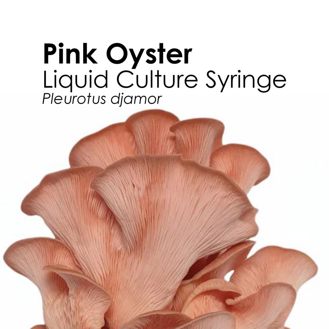 PINK OYSTER Liquid Culture Mushroom Syringe Pleurotus Djamor ...