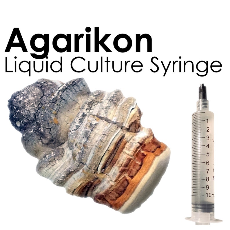 AGARIKON Liquid Culture Mushroom Syringe Laricifomes Officinalis ...