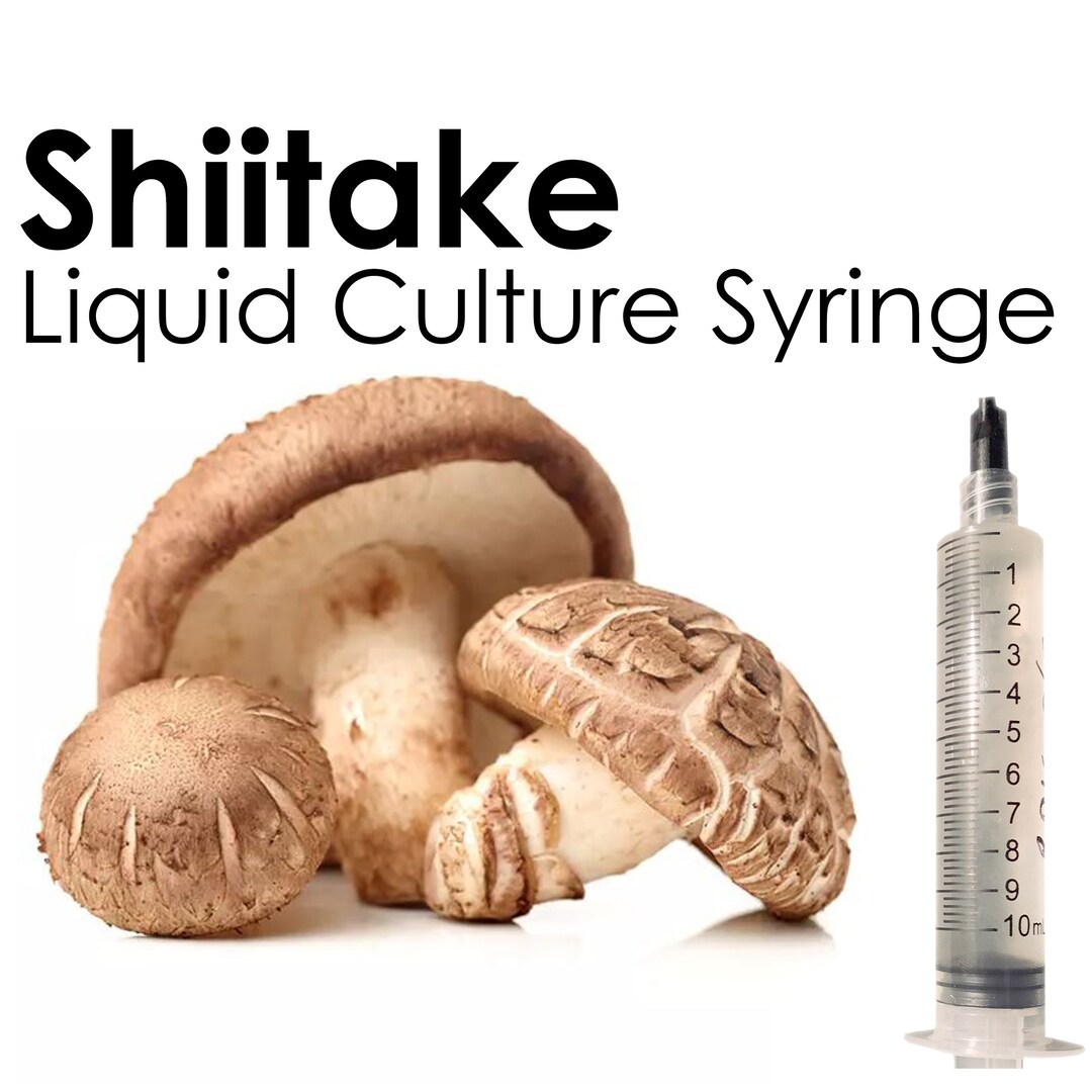SHIITAKE Liquid Culture Mushroom Syringe Lentinula Edodes Inoculation ...