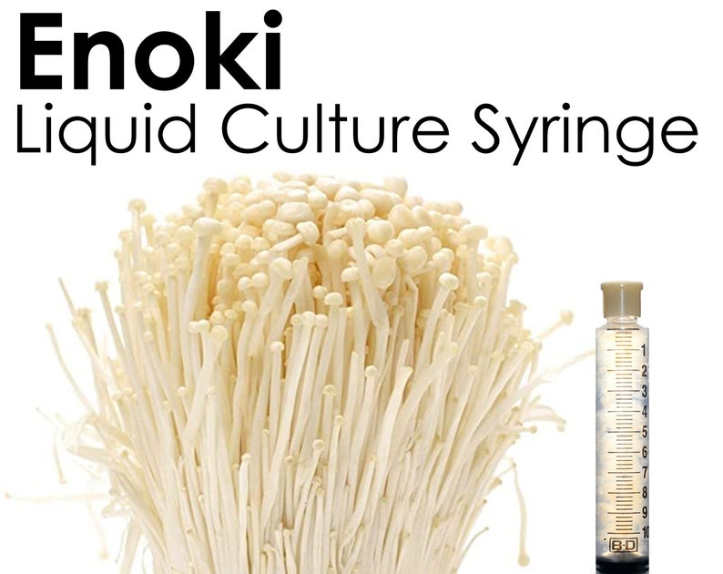 ENOKI Liquid Culture Mushroom Syringe Flammulina Filiformis - Etsy