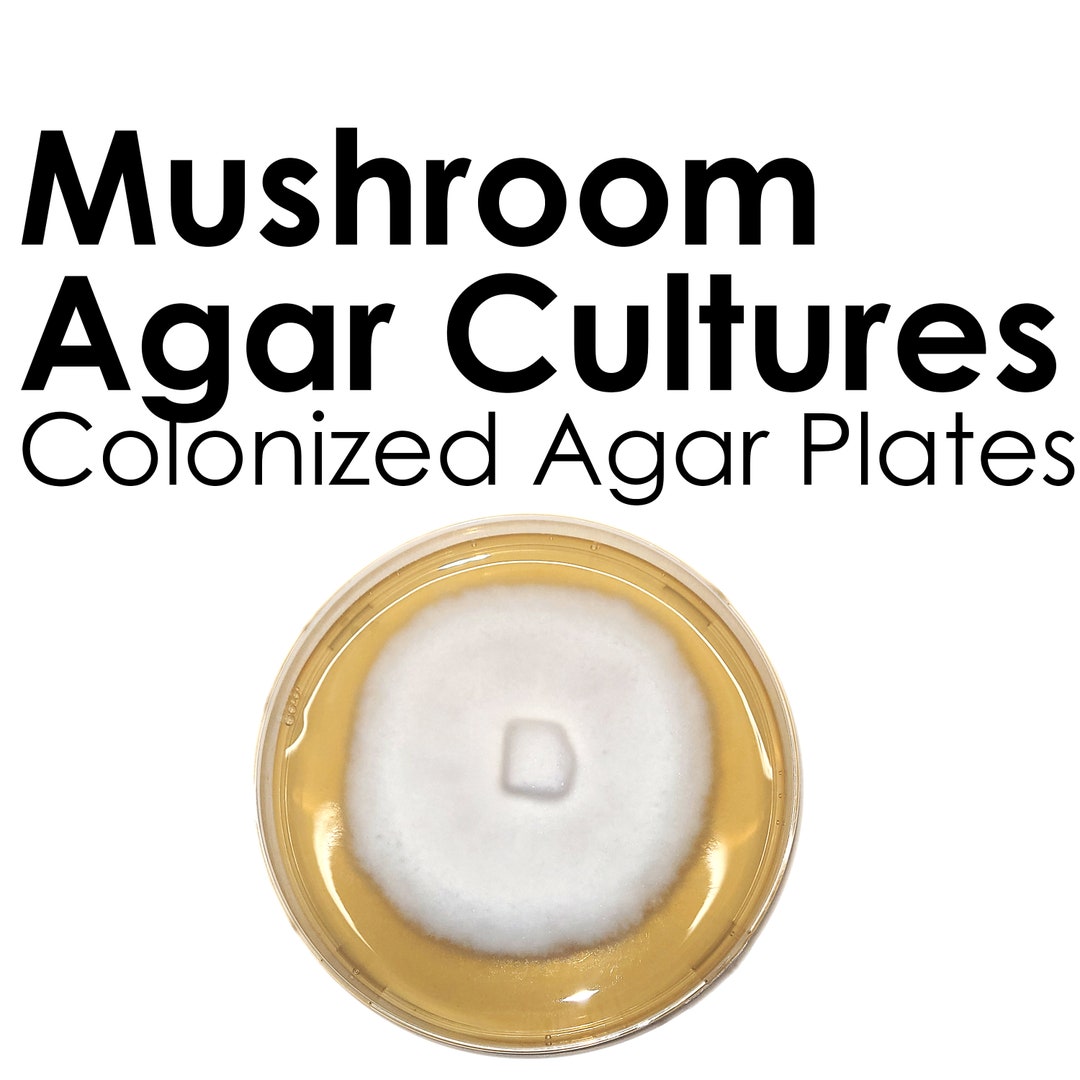 Colonized Mushroom Agar Plates - Etsy