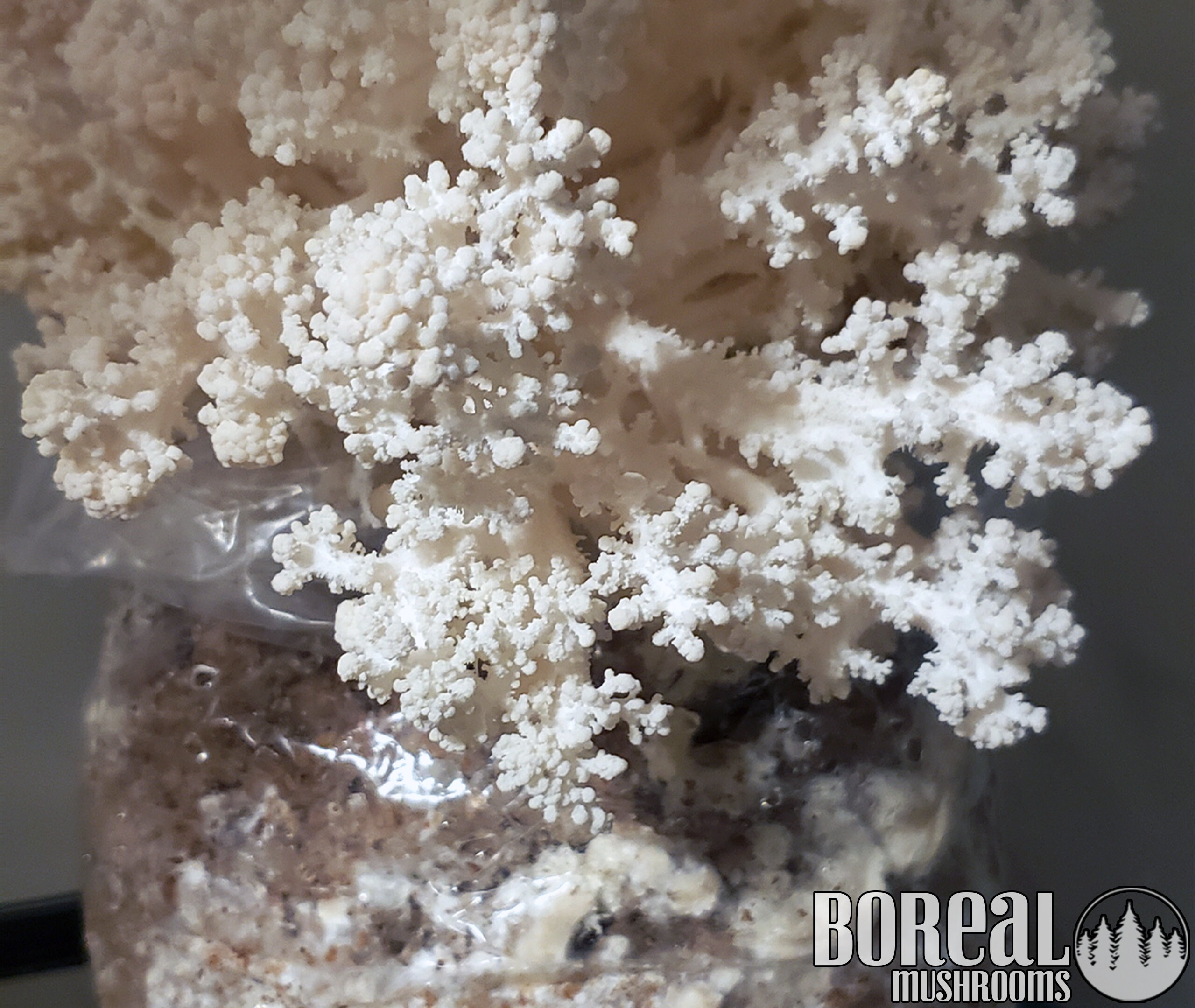 CORAL TOOTH Liquid Culture Mushroom Syringe Hericium Coralloides ...