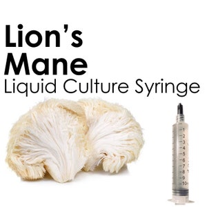 LION'S MANE Mushroom Liquid Culture Syringe Hericium Erinaceus Inoculation Mycelium Starter ...