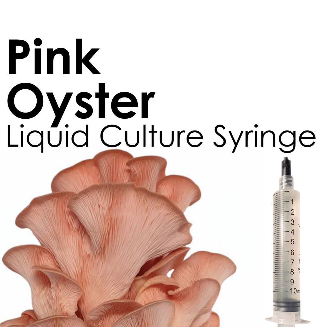 PINK OYSTER Liquid Culture Mushroom Syringe Pleurotus Djamor ...