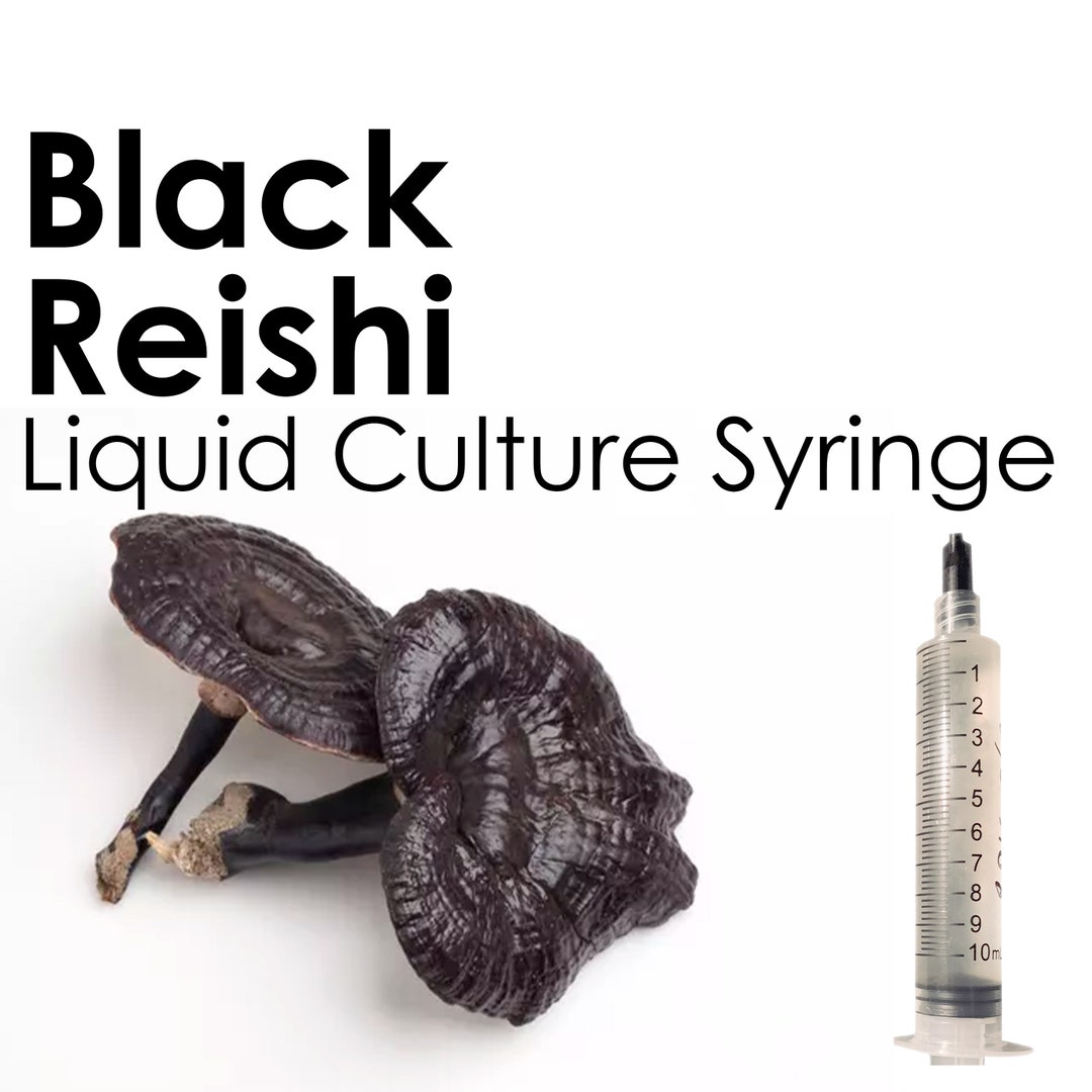 BLACK REISHI Liquid Culture Mushroom Syringe Ganoderma Sinense ...