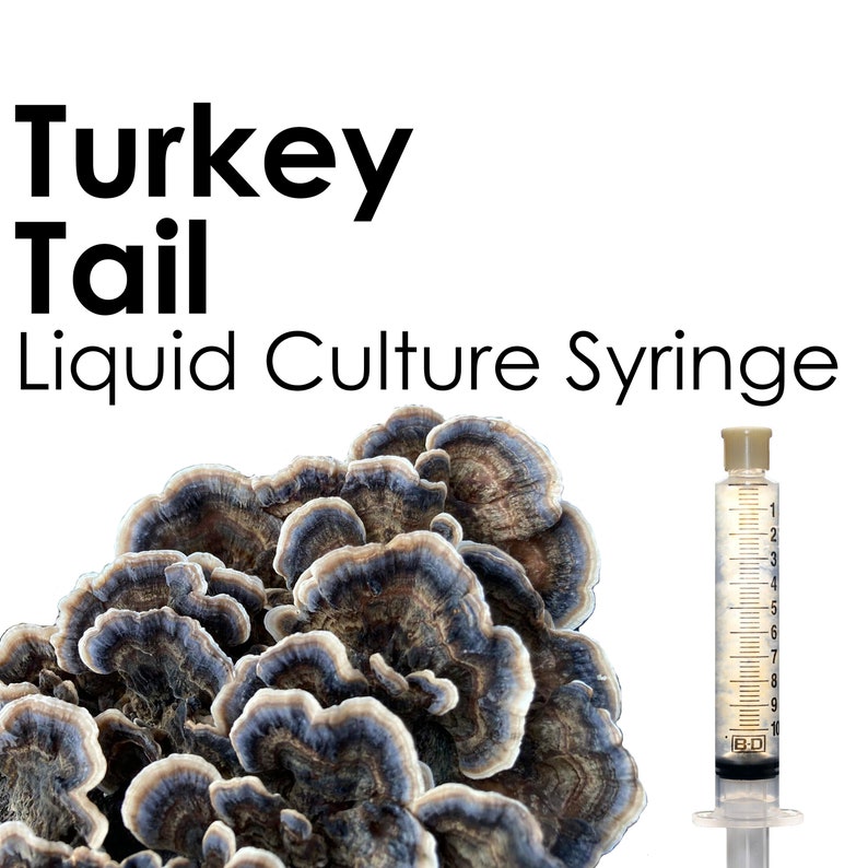TURKEY TAIL Liquid Culture Mushroom Syringe Trametes - Etsy