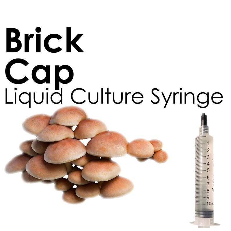 BRICK CAP Liquid Culture Mushroom Syringe Hypholoma Sublateritium ...