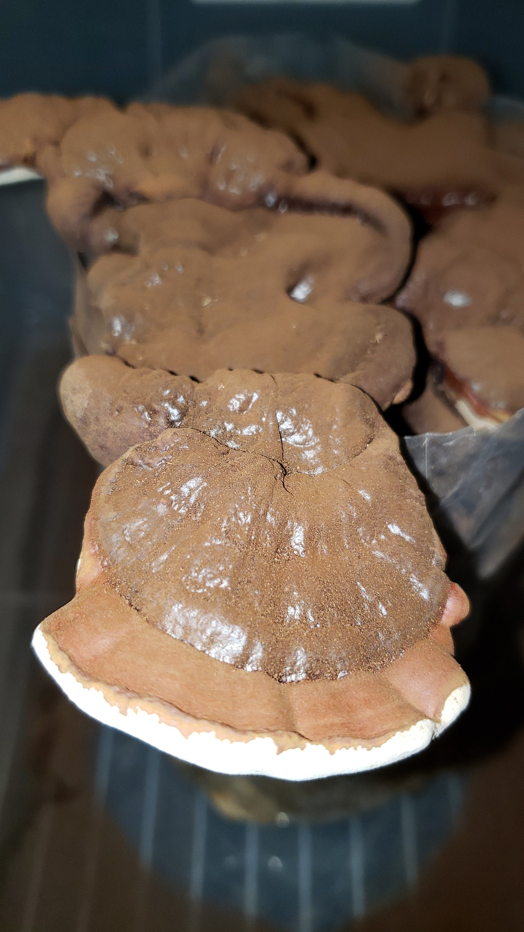 BLACK REISHI Liquid Culture Mushroom Syringe Ganoderma Sinense - Etsy