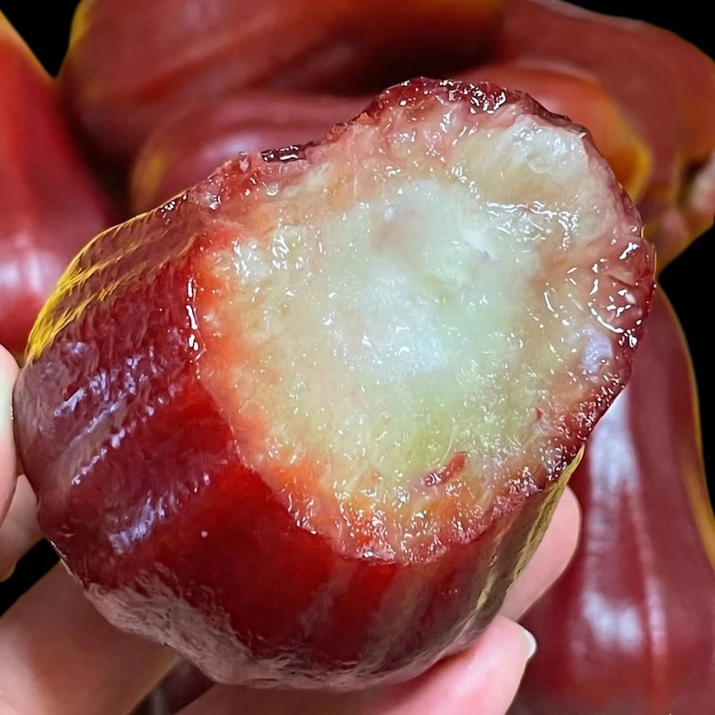 Black Diamond Apple Trees - Etsy