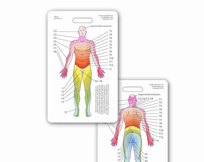 Pediatric Vital Signs & Developmental Milestones Vertical - Etsy