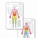 Dermatome Badge Pocket Card Vertical for Nurse Paramedic EMT for ID ...