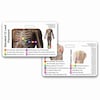 Dermatome Badge Pocket Card Horizontal for Nurse Paramedic EMT for ID ...