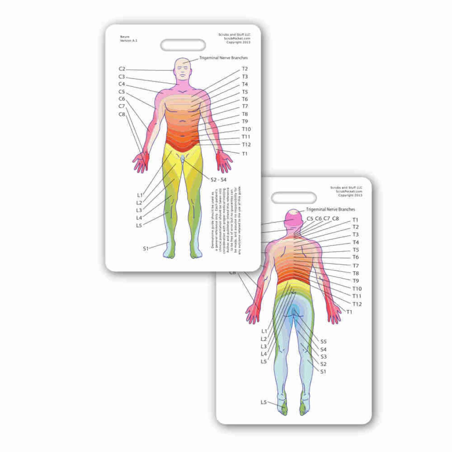 Dermatome Badge Pocket Card Vertical for Nurse Paramedic EMT for ID ...