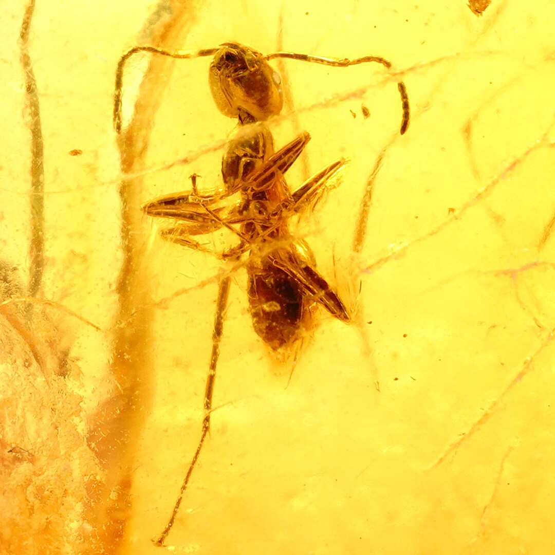 Amber With Ant Inside | Real Insect| Bug Inclusion | Amber Fossil ...