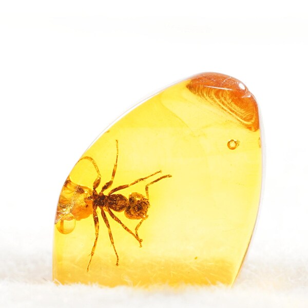 Amber With Insects - Etsy Canada