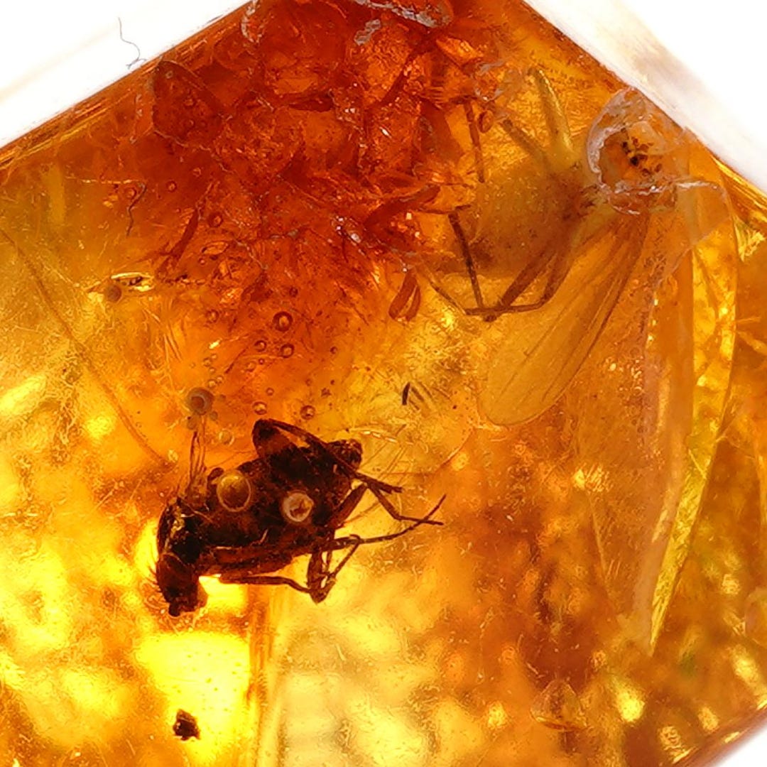 Amber Fossil With Fly Inclusion - Genuine Baltic Amber Specimen ...