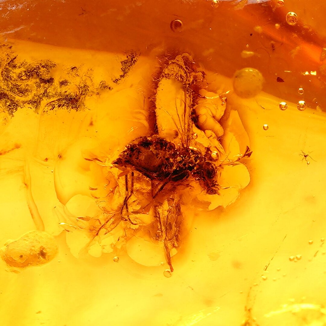 Amber Mosquito - Rare Insect in Natural Amber -274- - Etsy