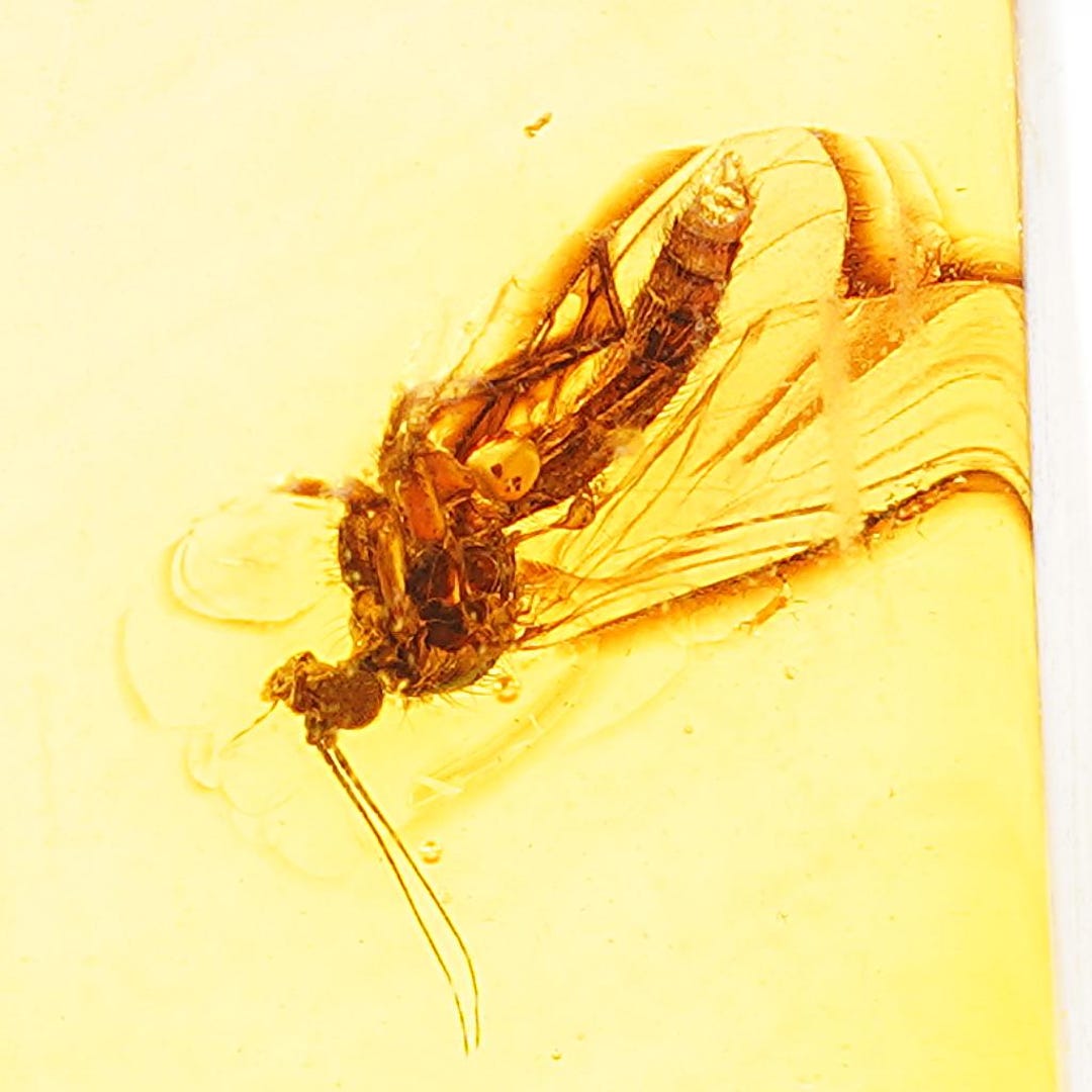 Baltic Amber With Gnat Inclusion | Real Insect | Genuine Fossil ...