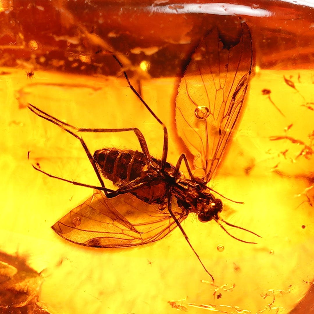 Amber Mushroom Mosquito Inclusion - Rare Fossil Collectible -248- - Etsy