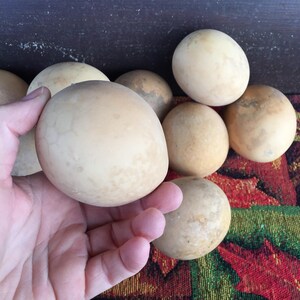 Set of Eighteen Small Round Ornamental Gourds for Crafting - Etsy