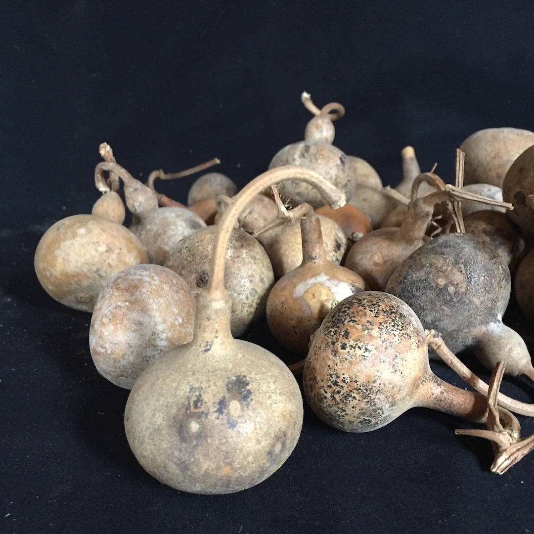 Set of 35 Uncleaned Dried Miniature Bottle Gourds for Crafting - Etsy