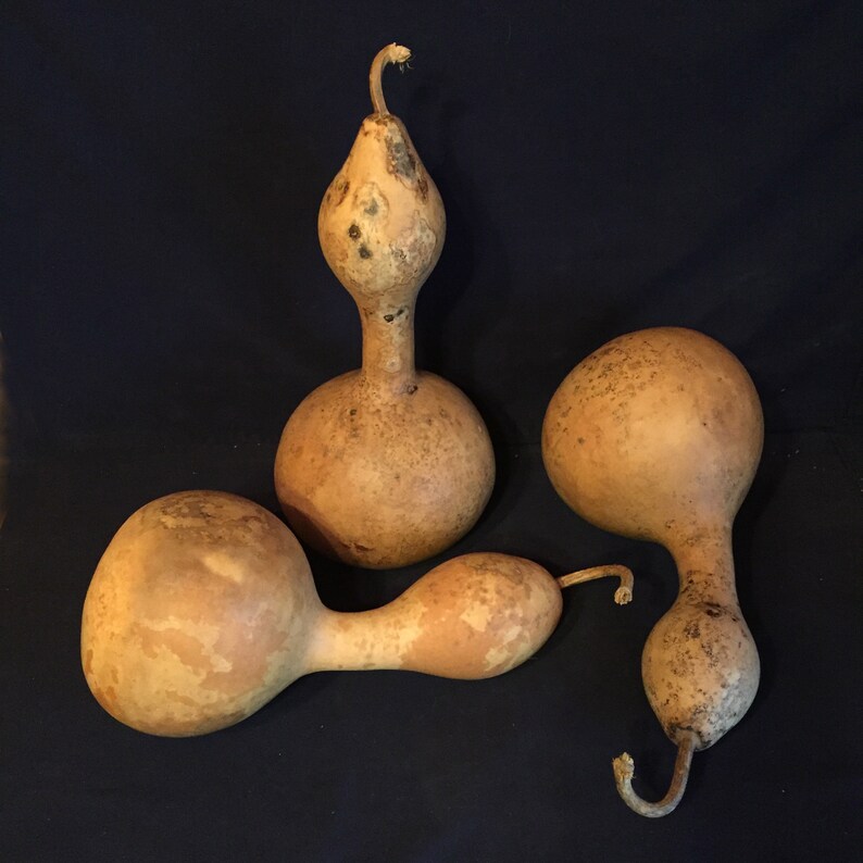 Set of 3 Lump-in-neck Bottle Gourds for Crafting | Etsy