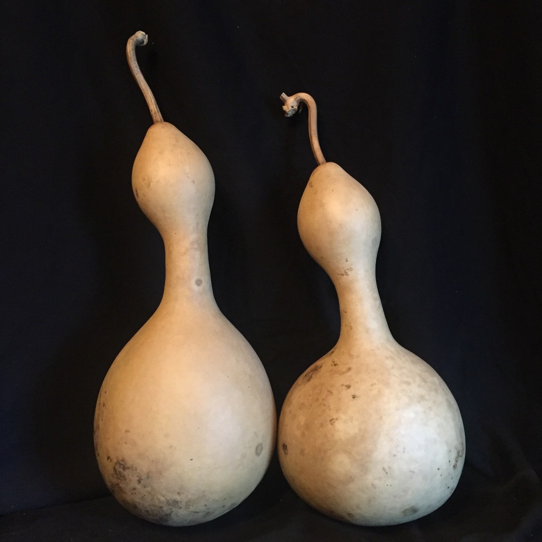 Two Long Neck Bottle Gourds for Crafting - Etsy