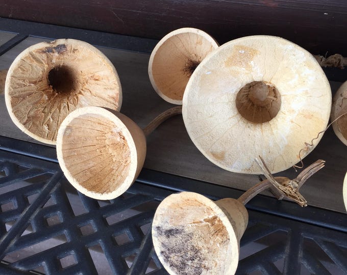 Dried Gourd Tops for Crafting - Etsy
